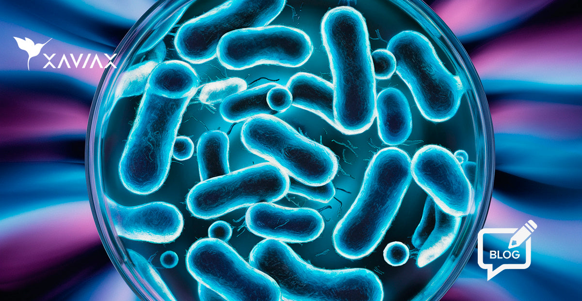 Benefits of Lactobacillus Lactis: Enhancing Your Digestive and Overall ...